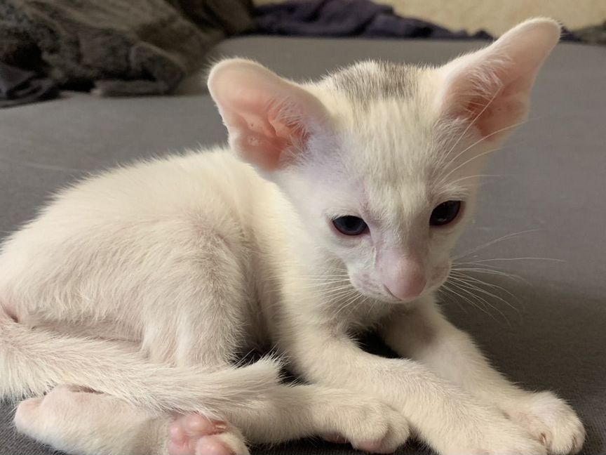 Ориентал кот Бетта