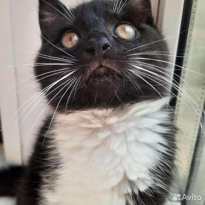 Мистер малыш в добрые руки