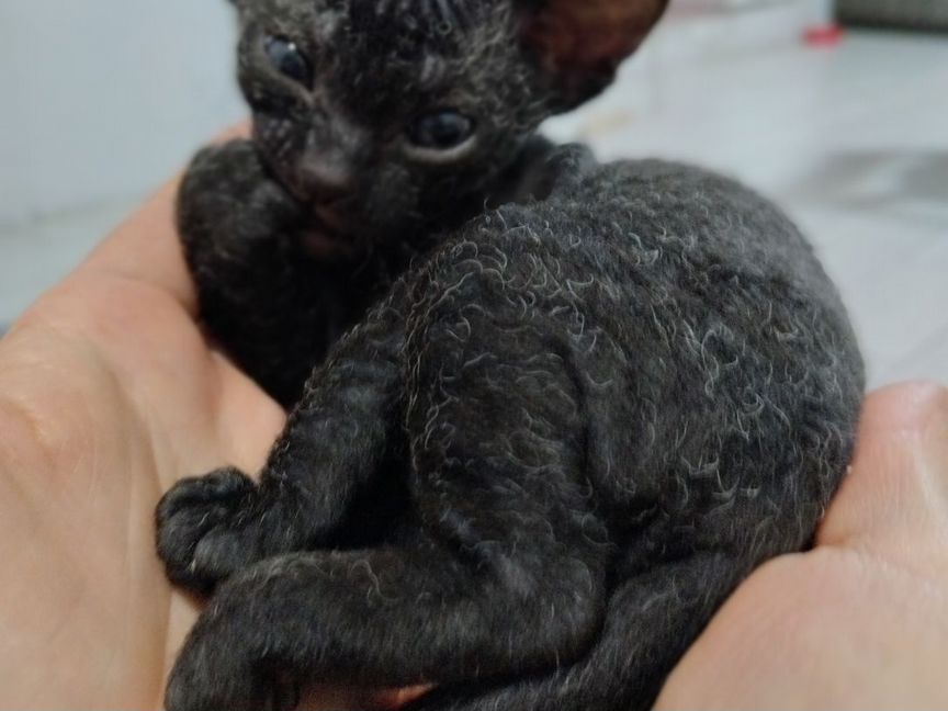 Котенок Сфинкс браш