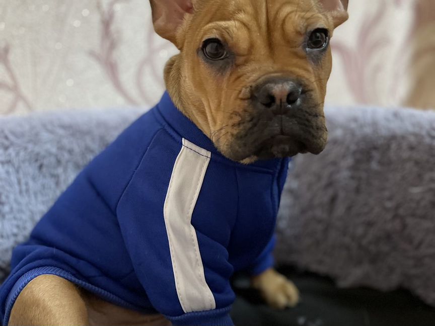 Продам кобеля