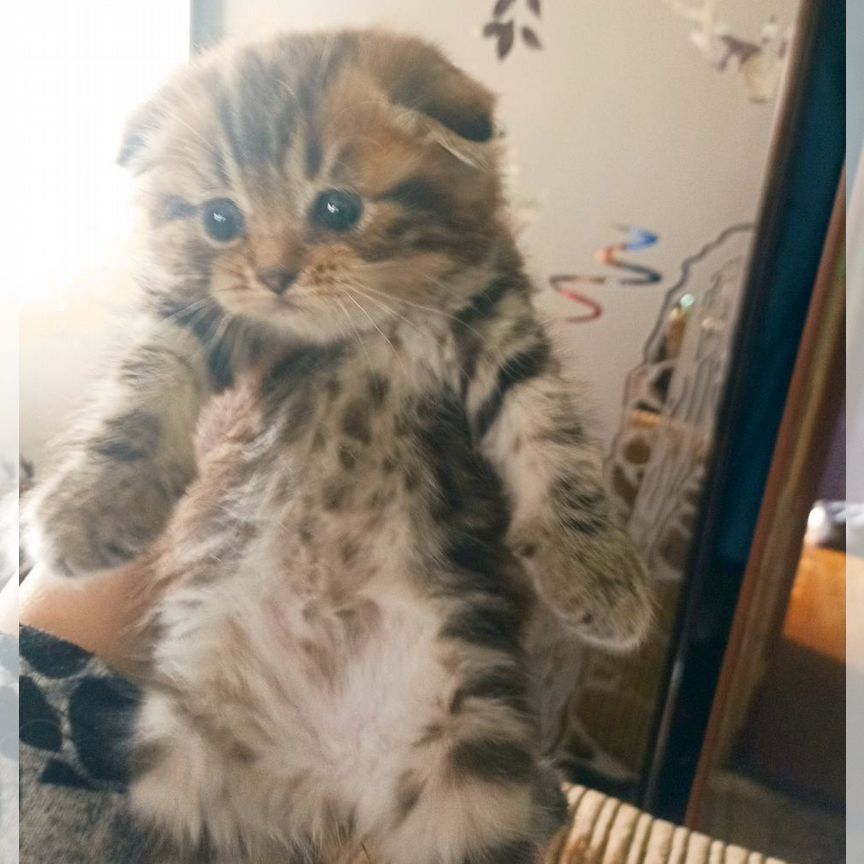 Шотландские вислоухие