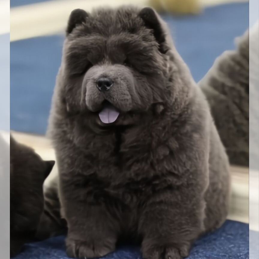 Чау-чау, щенок