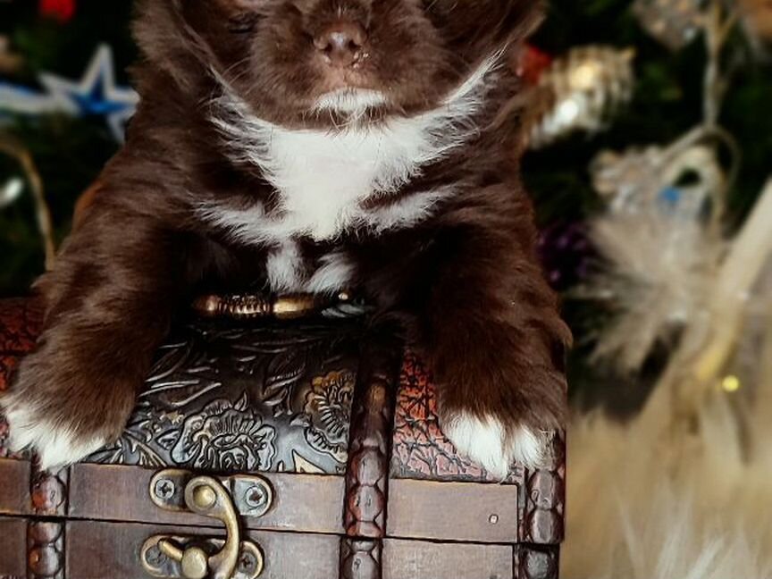 Кукольные Малыши Чихуахуа