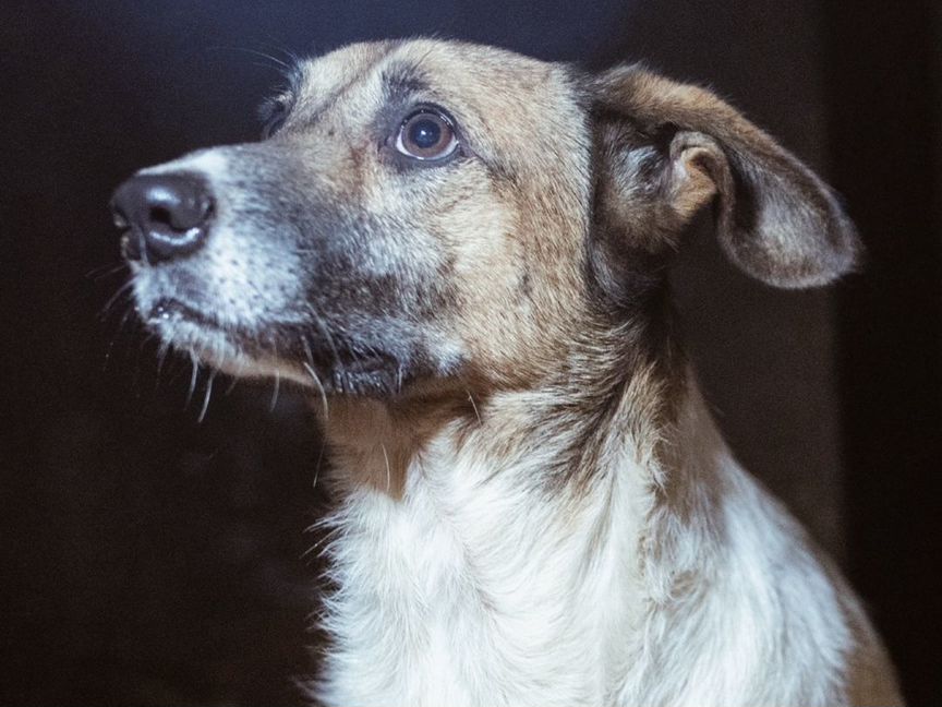 Собака в добрые руки