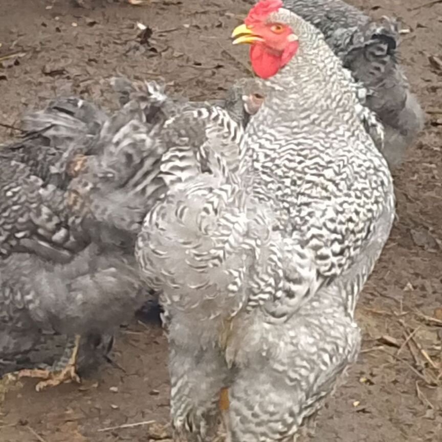 Цыплята брама ястребиная