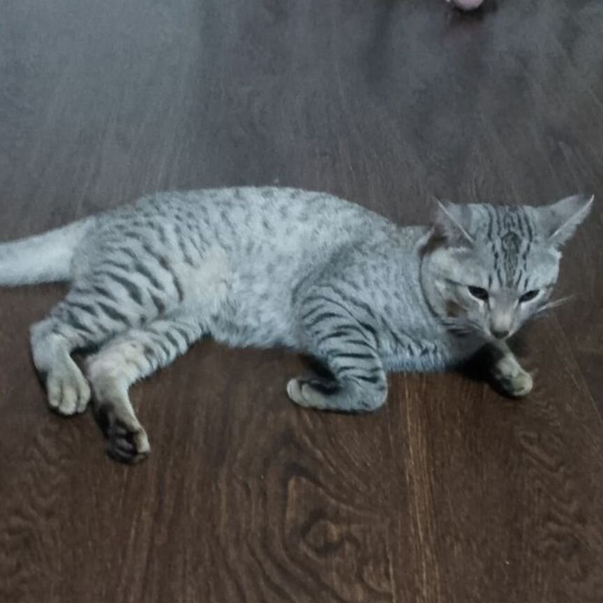 Кот