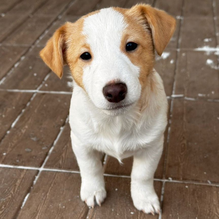 Щенки джек рассел терьер жесткошерстный