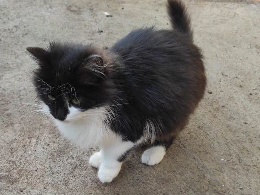 Котёнок, котик