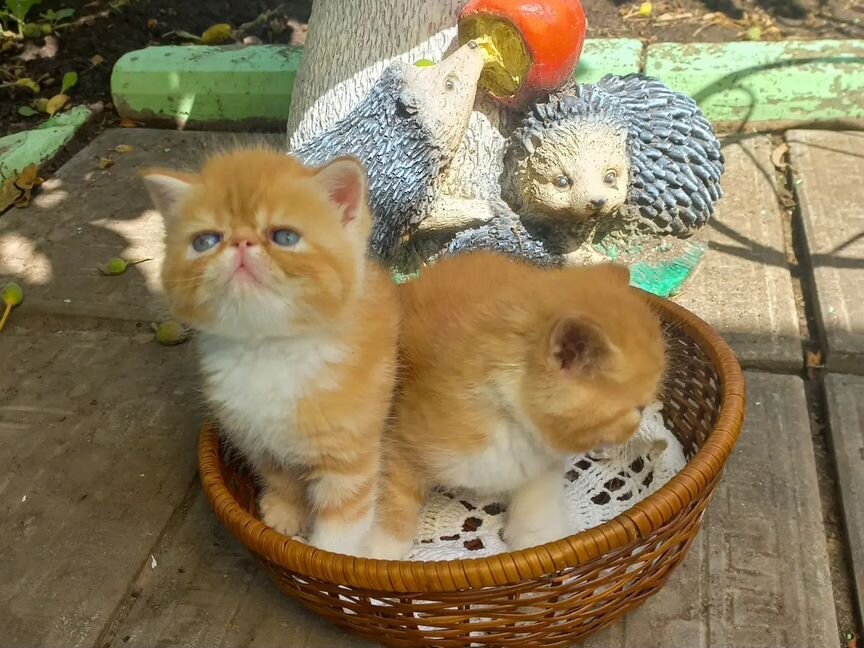 Экзоты с документами