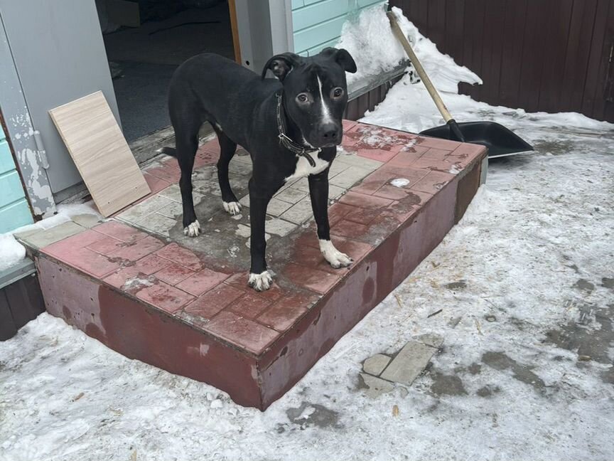 Найден щенок питбуля