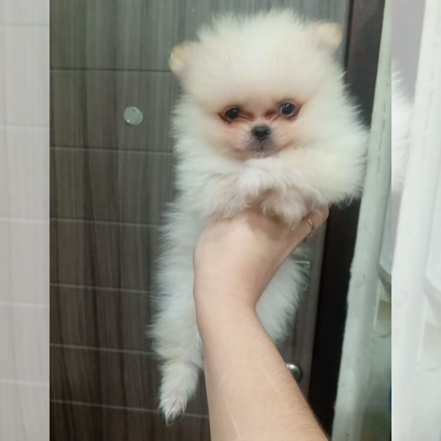 Померанский шпиц, щенок