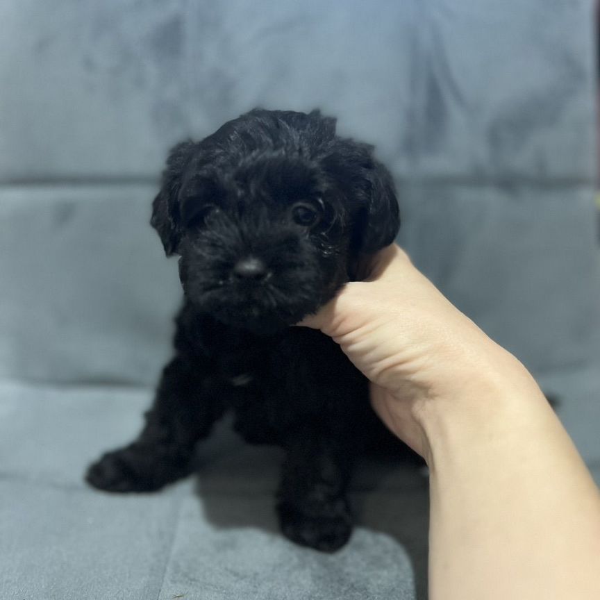 Щенки мальтипу мини