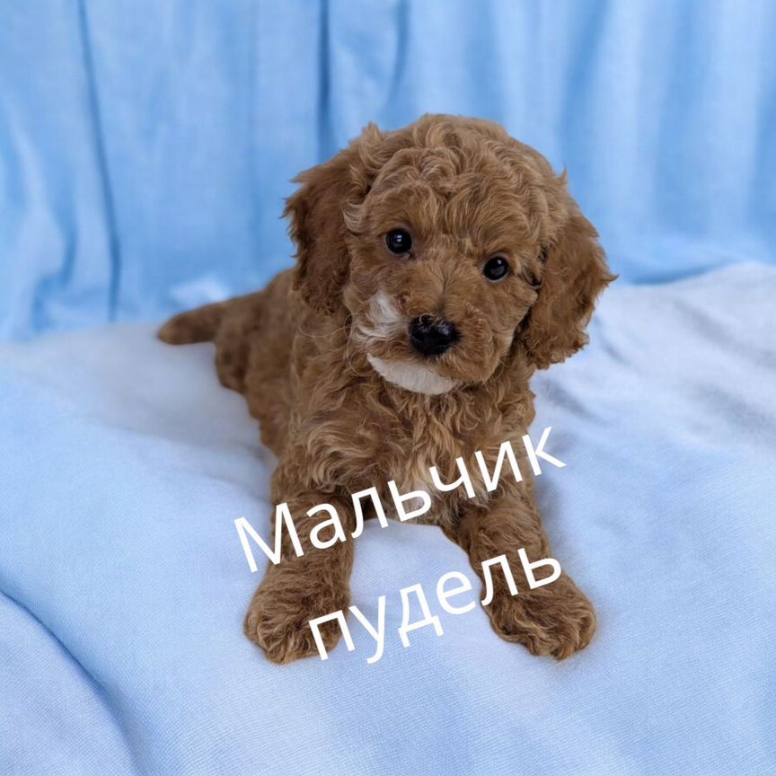 Пудель мини мальчик с документами 2.5 мес