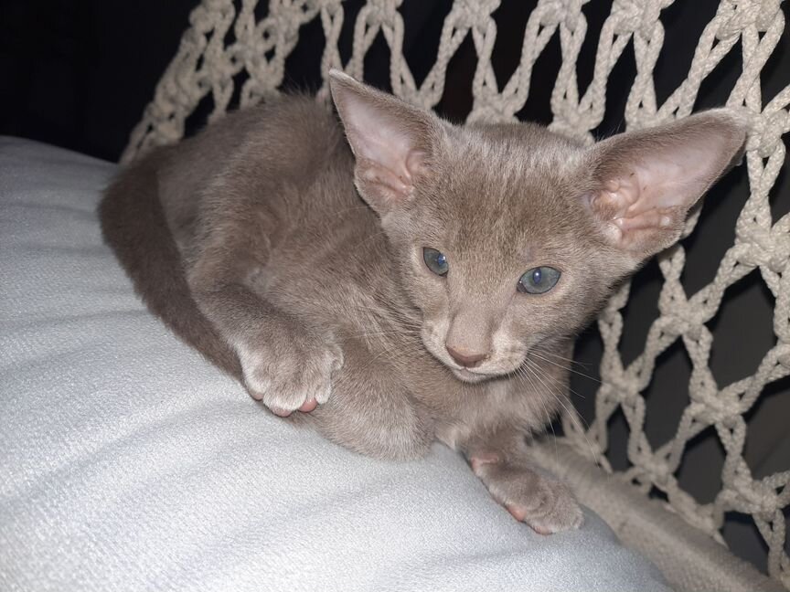 Ориентальный котенок