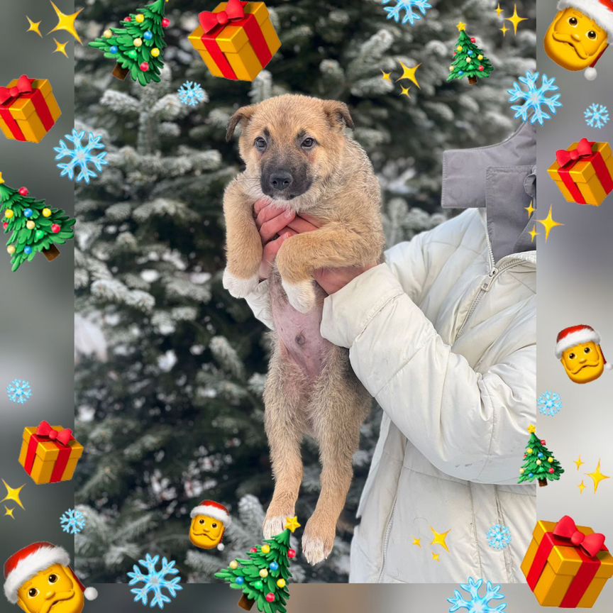 Щенок в добрые руки мальчик