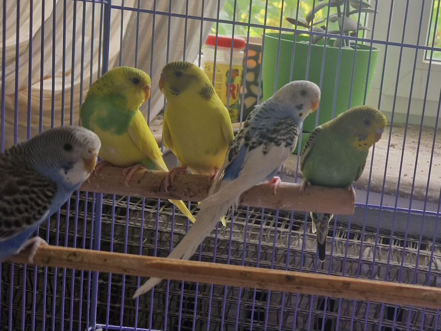 Попугай с клеткой