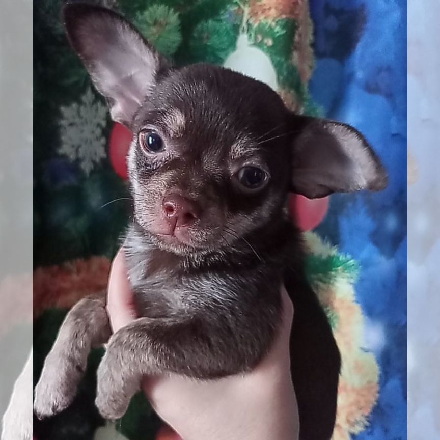 Чихуахуа, щенок