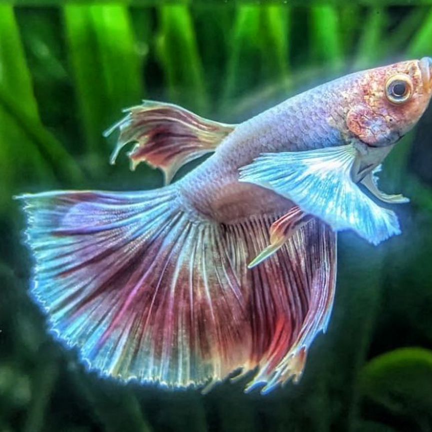 Аквариумные рыбки в магазине Кантемировская