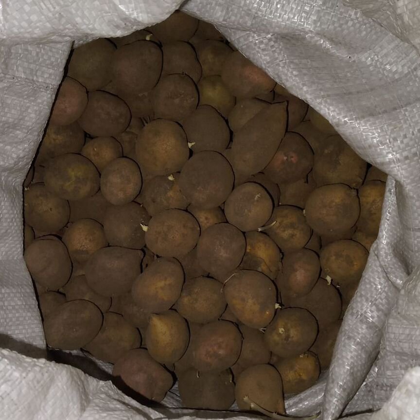Картофель мелкий на корм скоту