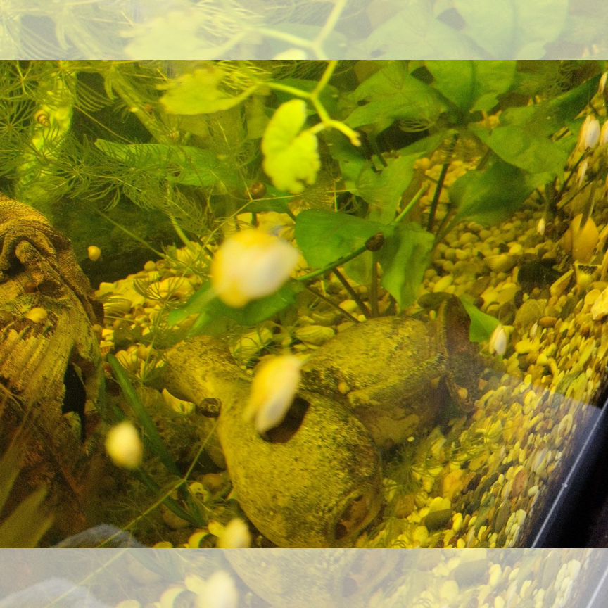 Улитки аквариумные ампулярии