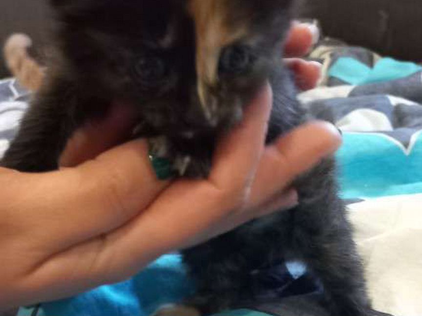 Кошки мейн-кун