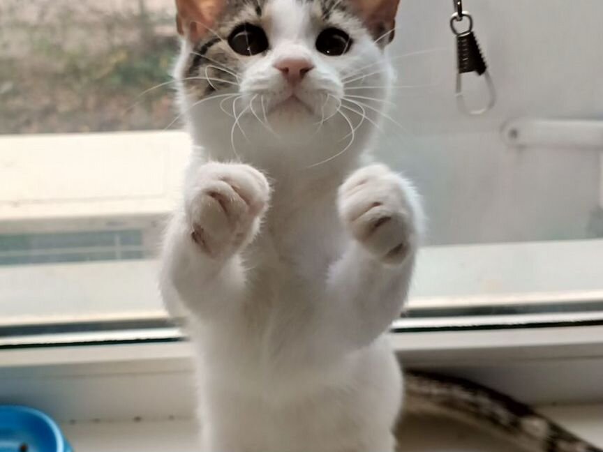 Котята