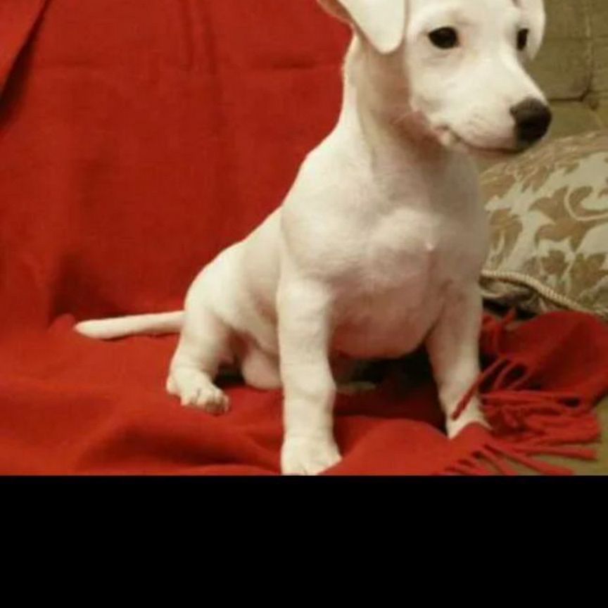 Щенок Белый Джек Рассел терьер