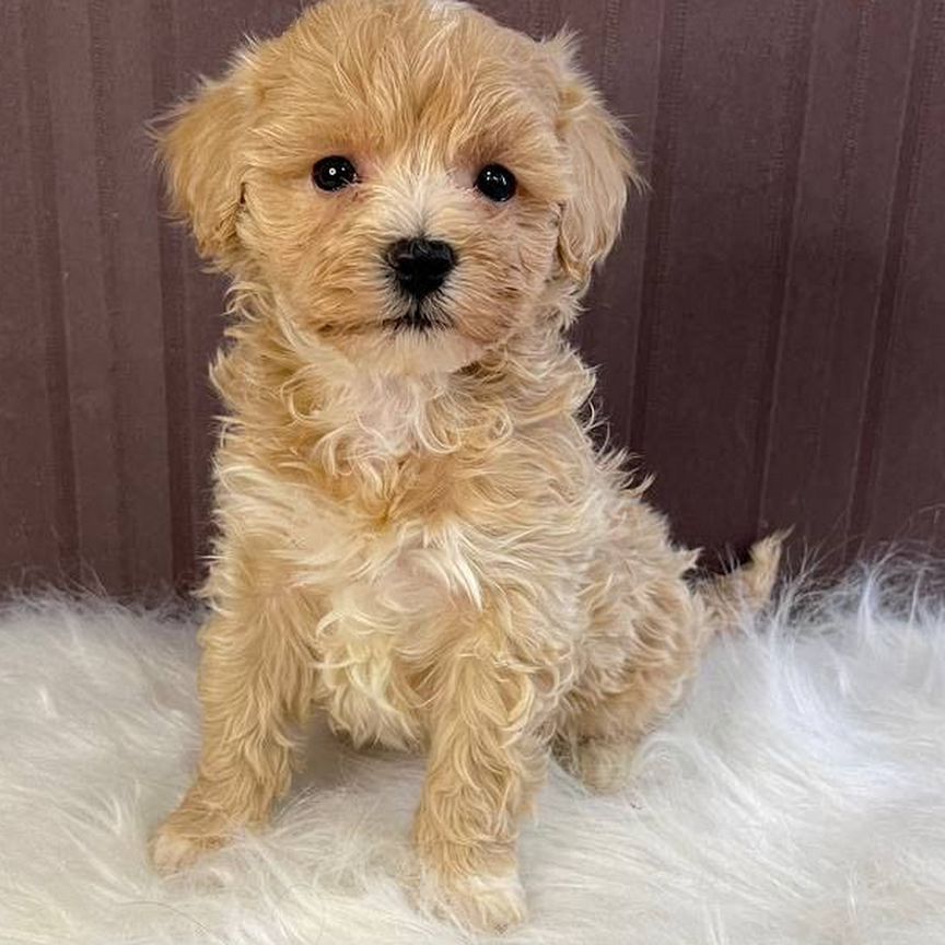 Очаровашка-maltipoo f1