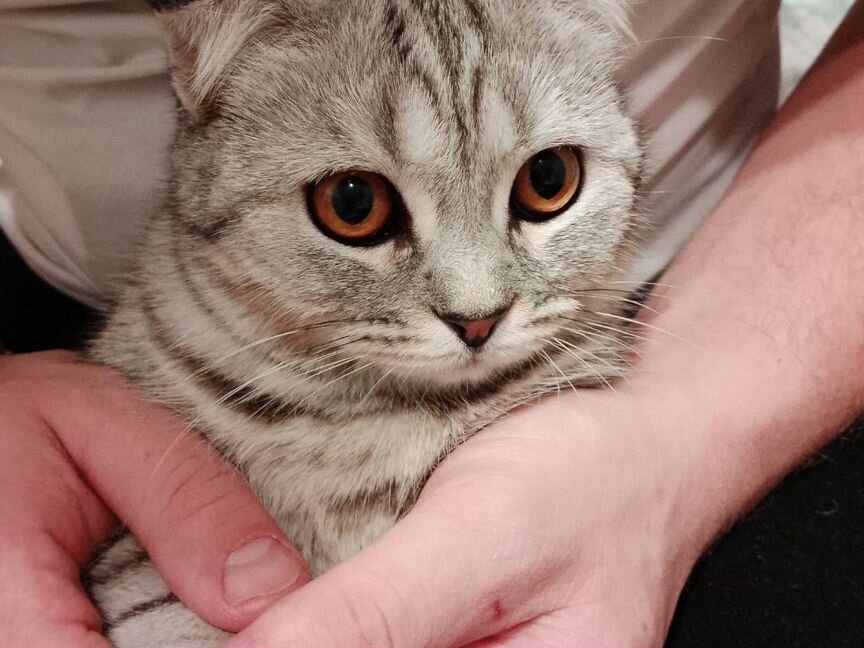 Шотландская