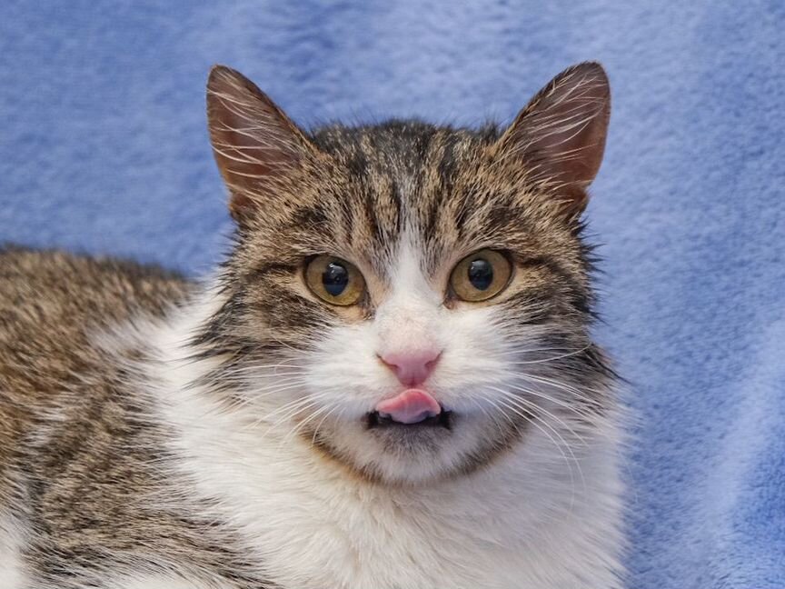 Джулия красавица кошка ищет дом