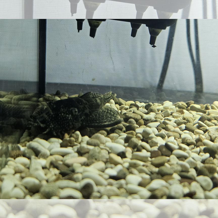 Отдам сомиков