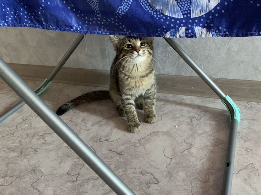 Кошка
