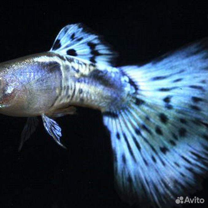Гуппи Голубая Кобра (Blue Cobra)