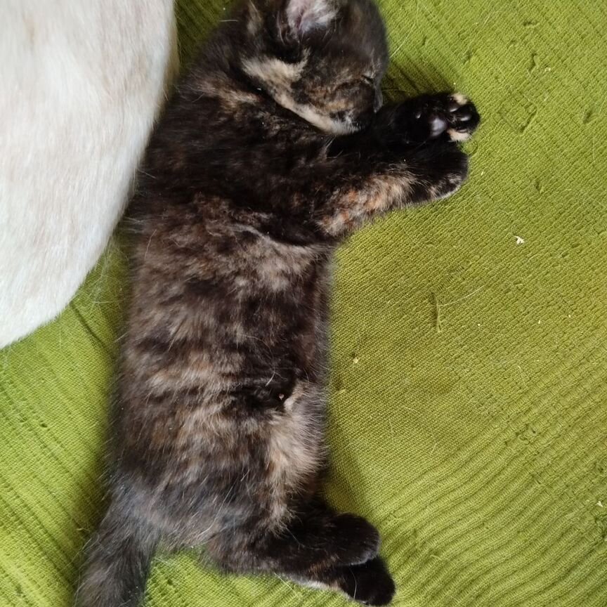 Британская кошечка 1,5 мес