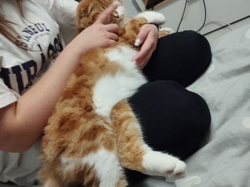 Кот
