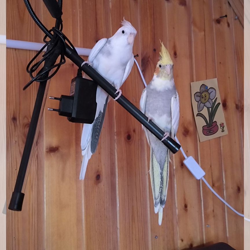 Попугай корелла