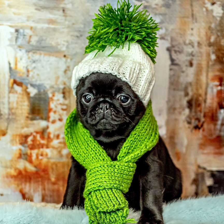 Щенки из питомника