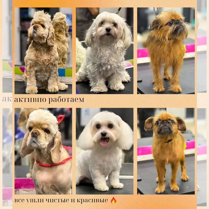 Стрижка и уход для собак и кошек (груминг)