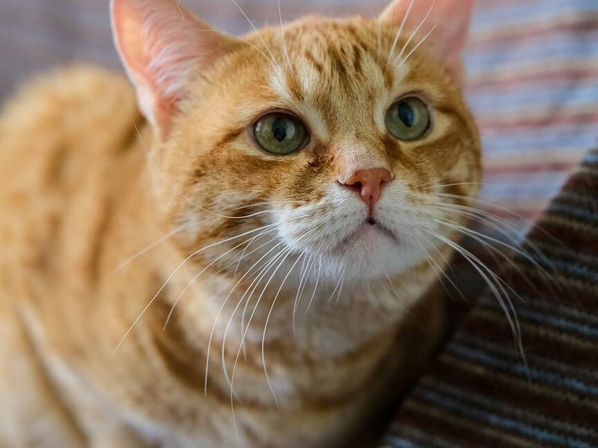 Ласковый котик Мандарин ищет дом