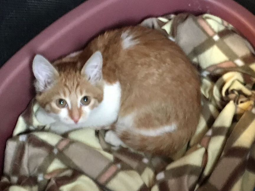 Рыже-белый (мальчишка)