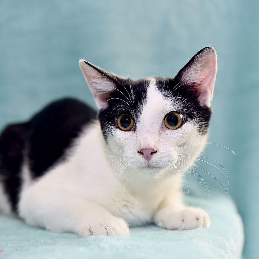 Лева - маленький комочек счастья