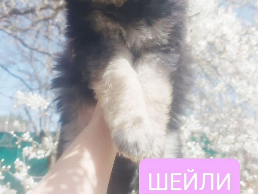 Малышки ждут мам пап