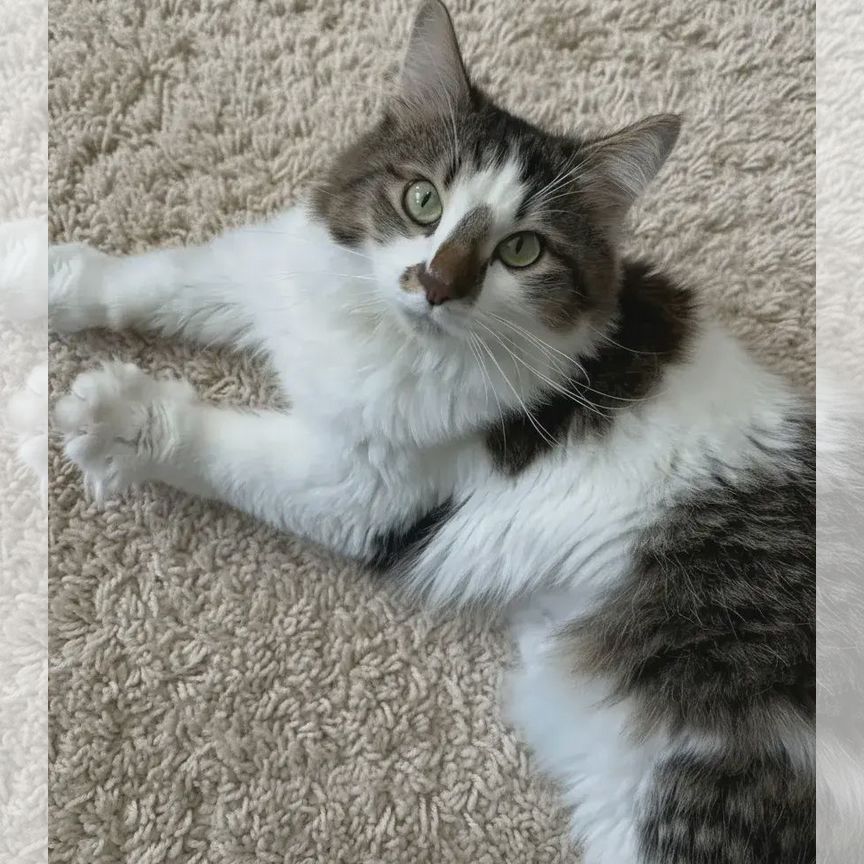 Взрослый кот в добрые руки