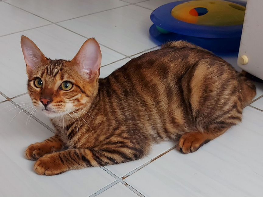 Тойгер маленький тигр