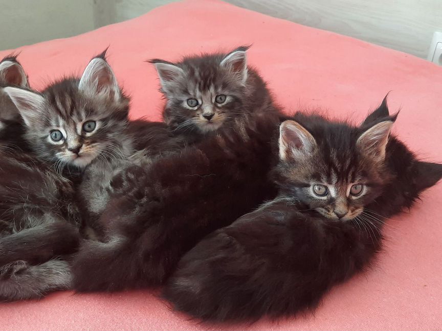 Котятки мейн кунятки