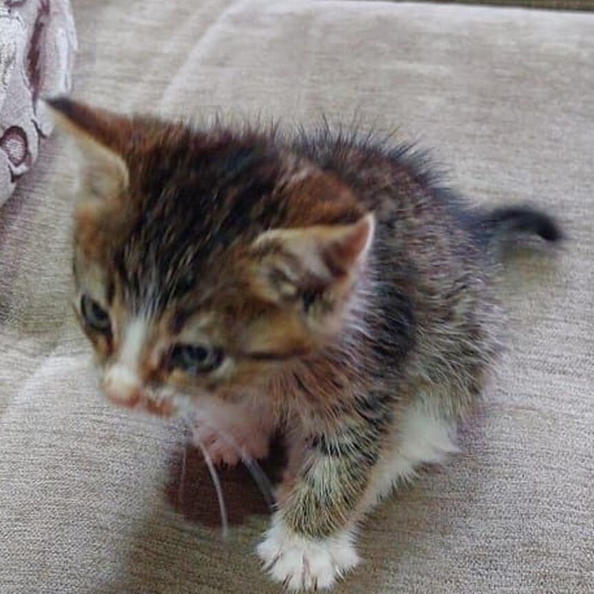 Отдам в добрые руки котенка мальчика