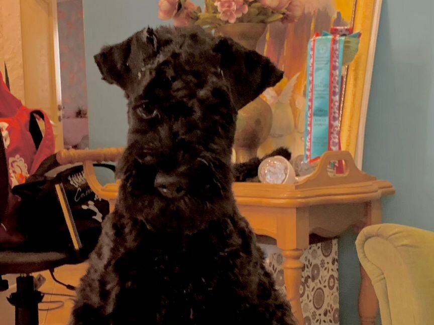 Щенки Керри Блю Терьера