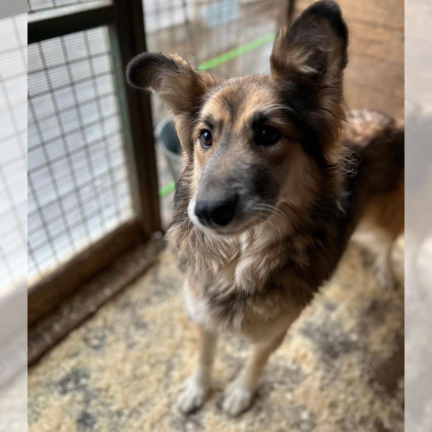 Взрослая собака в добрые руки