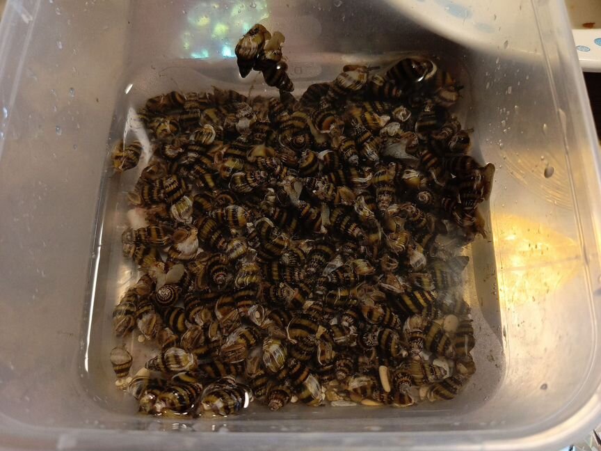 Улитка хелена