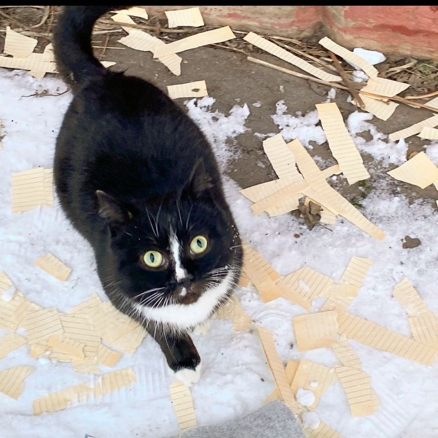 Кошка кот нашли